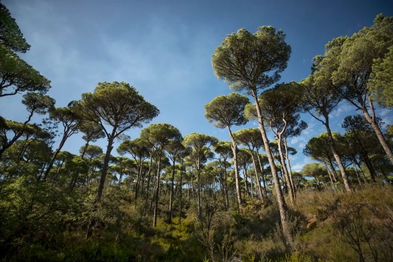 8 Reasons to Visit Jezzine - Lebanon Traveler