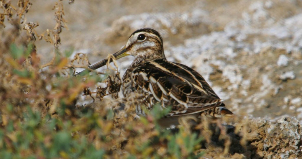 Lebanon's Soaring Wildlife: A Guide to Birdwatching - Lebanon Traveler