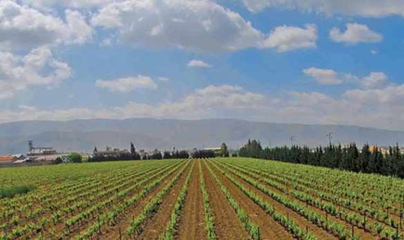 10 Things to Do in and Around Zahle - Lebanon Traveler