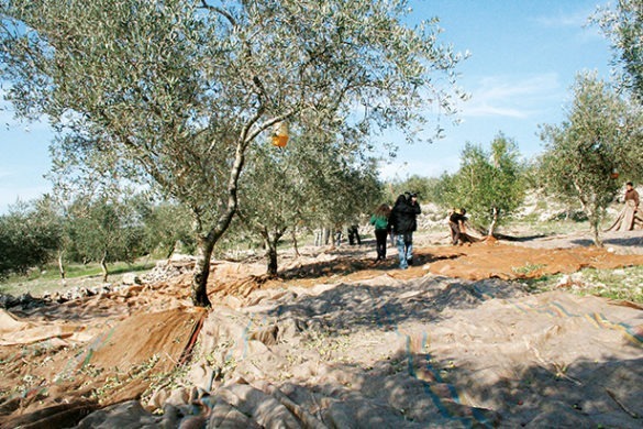 Lebanon's Olive Harvest - Lebanon Traveler