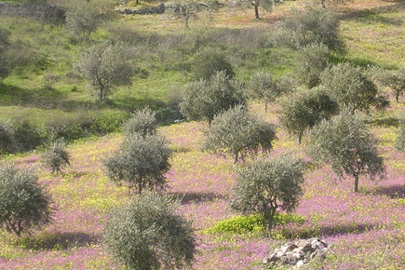 Lebanon's Olive Harvest - Lebanon Traveler