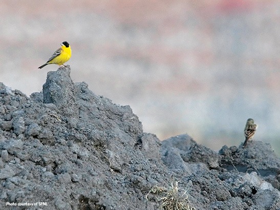 Lebanon's Bird watching Sites - Lebanon Traveler