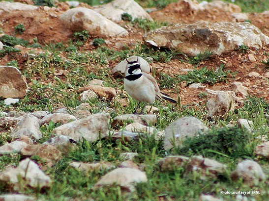 Lebanon's Bird watching Sites - Lebanon Traveler