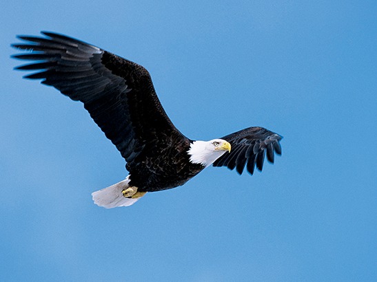 Lebanon's Bird watching Sites - Lebanon Traveler