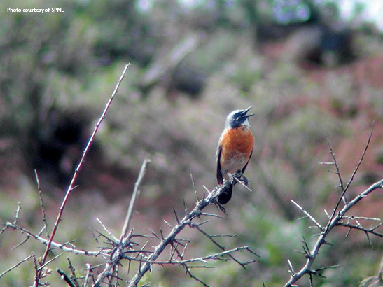 Lebanon's Bird watching Sites - Lebanon Traveler