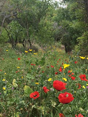 Wild Flowers of Lebanon - Lebanon Traveler