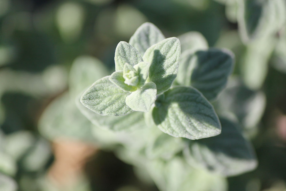 The Aroma of Zaatar - Lebanon Traveler
