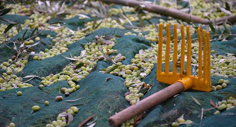 The Beauty of Lebanon's Olive Harvest - Lebanon Traveler