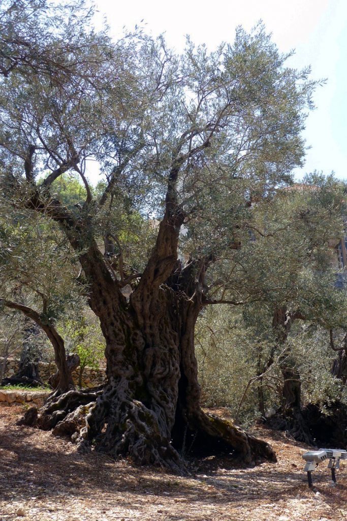 The Beauty of Lebanon's Olive Harvest - Lebanon Traveler