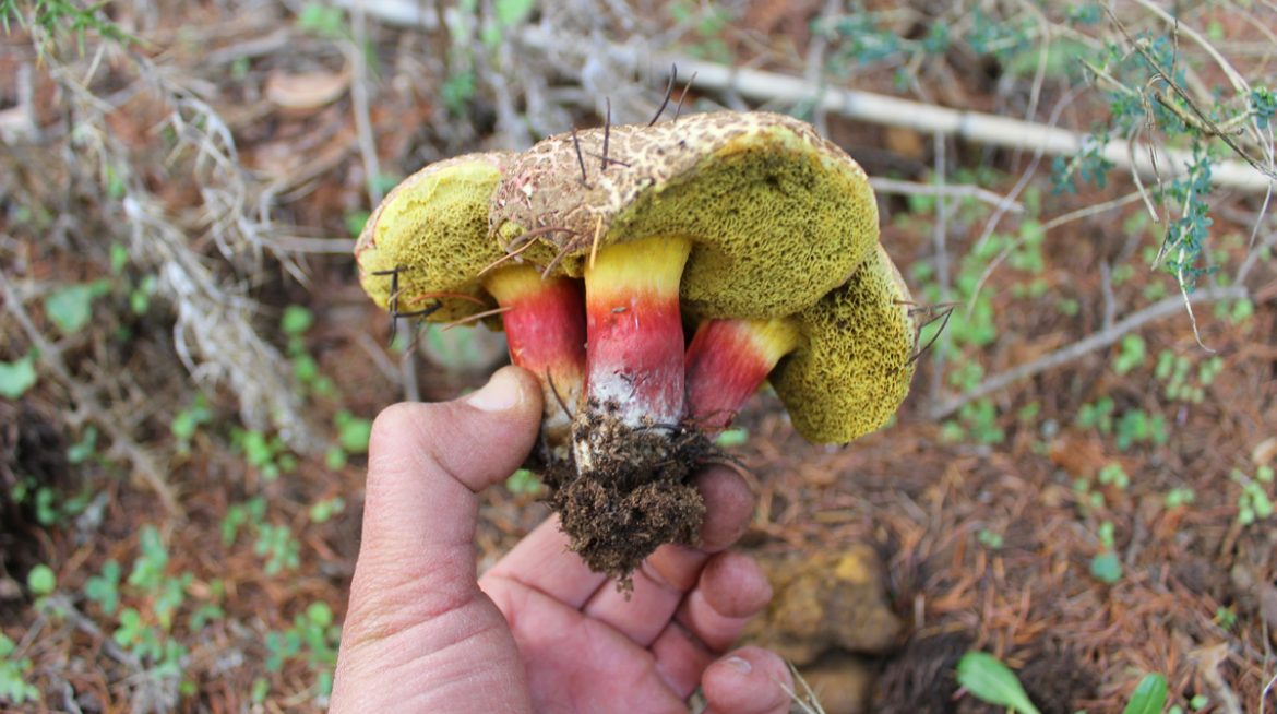 5 Things You Can Do In Hadath El Jebbeh - Lebanon Traveler