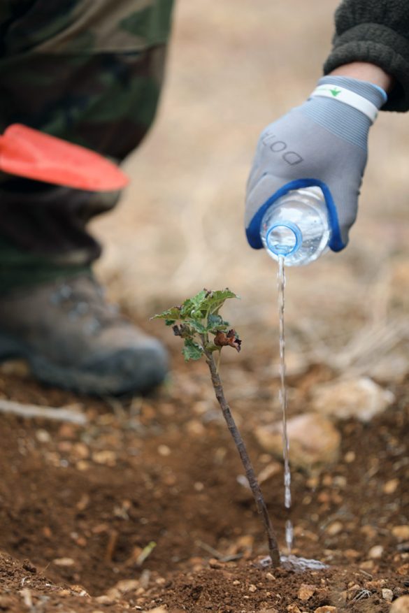 Restoring Lebanon's Forests - Lebanon Traveler