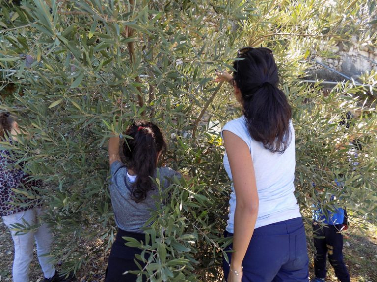 The Beauty of Lebanon's Olive Harvest - Lebanon Traveler
