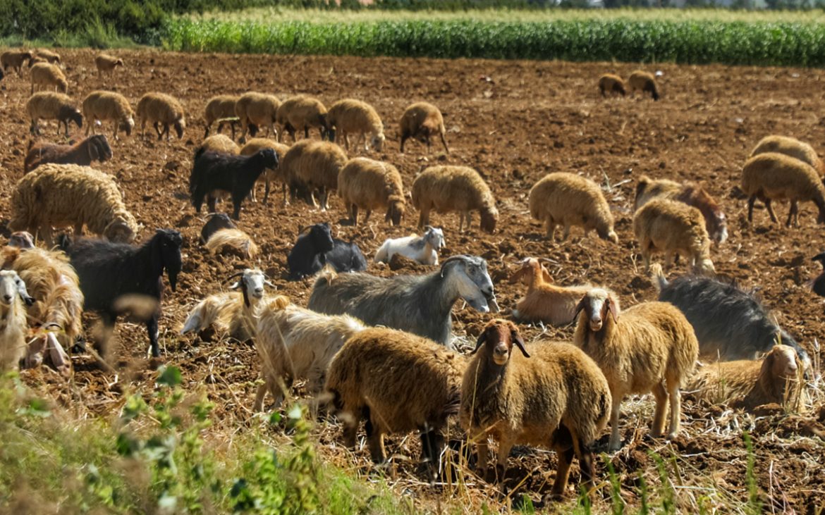 Mini Guide to Joub Jannine - Lebanon Traveler