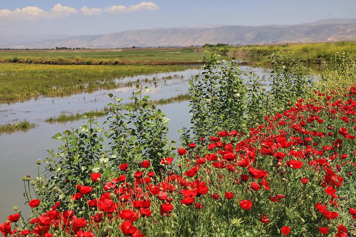 12 Incredible Photos of Spring in Lebanon - Lebanon Traveler