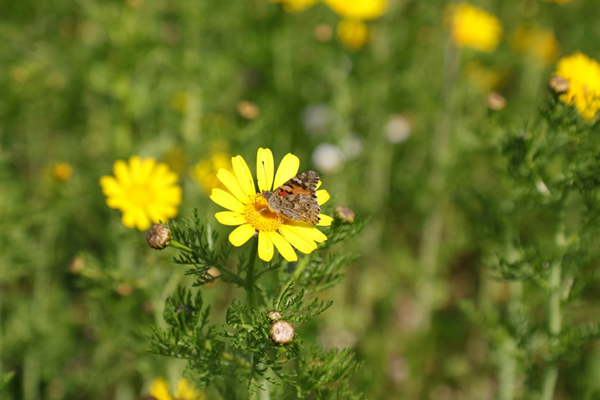 12 Incredible Photos of Spring in Lebanon - Lebanon Traveler