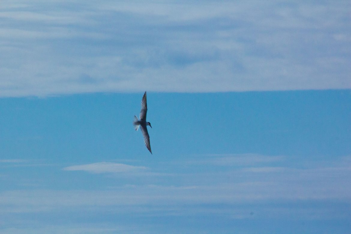 Fly Around Lebanon with These Amazing Birds - Lebanon Traveler