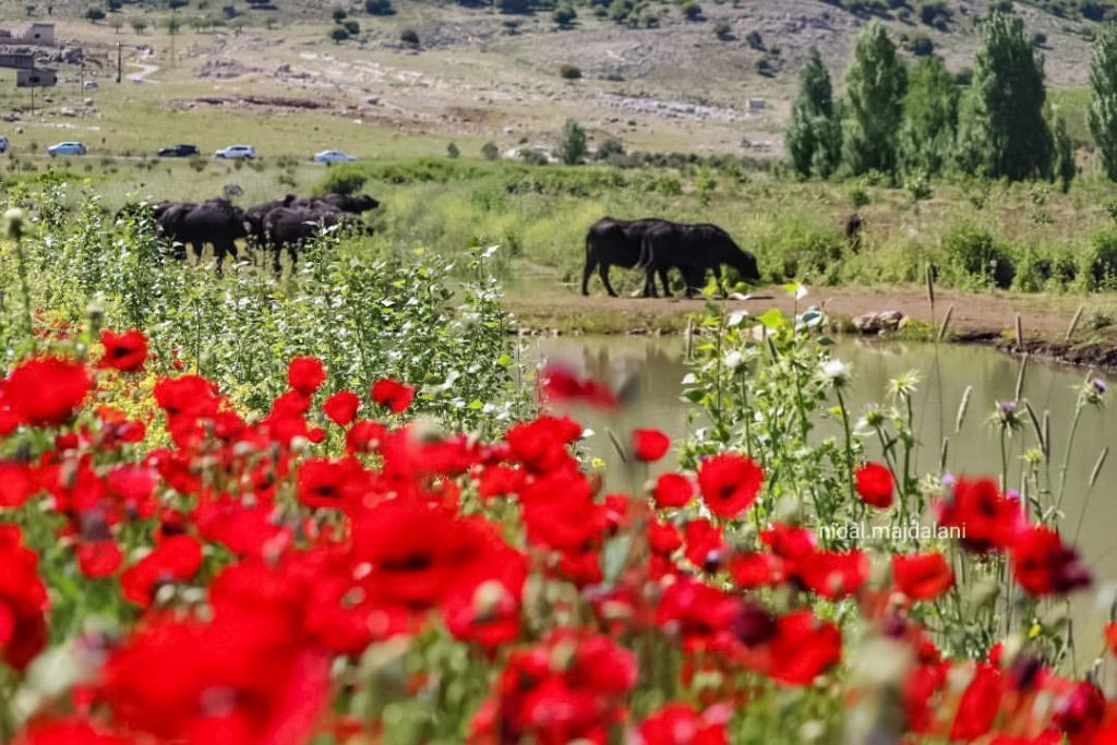 10 Best Natural Wonders in Lebanon - Lebanon Traveler