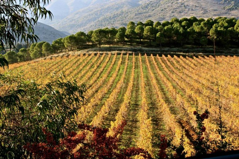 10 Things to Do in and Around Zahle - Lebanon Traveler