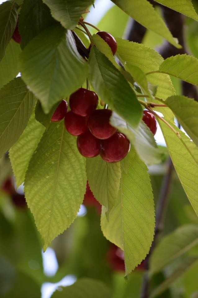 Cherry picking with Bchaaleh trails - Lebanon Traveler