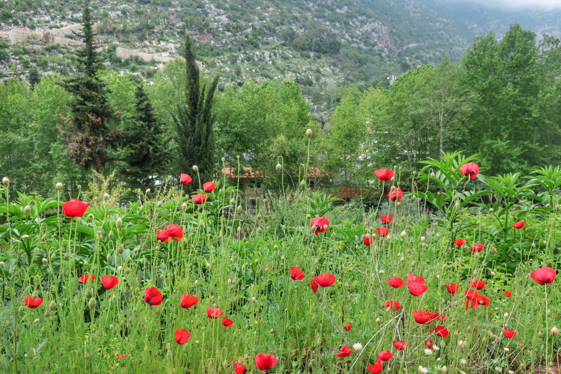 Revealing Spring in Full Bloom in Lebanon - Lebanon Traveler