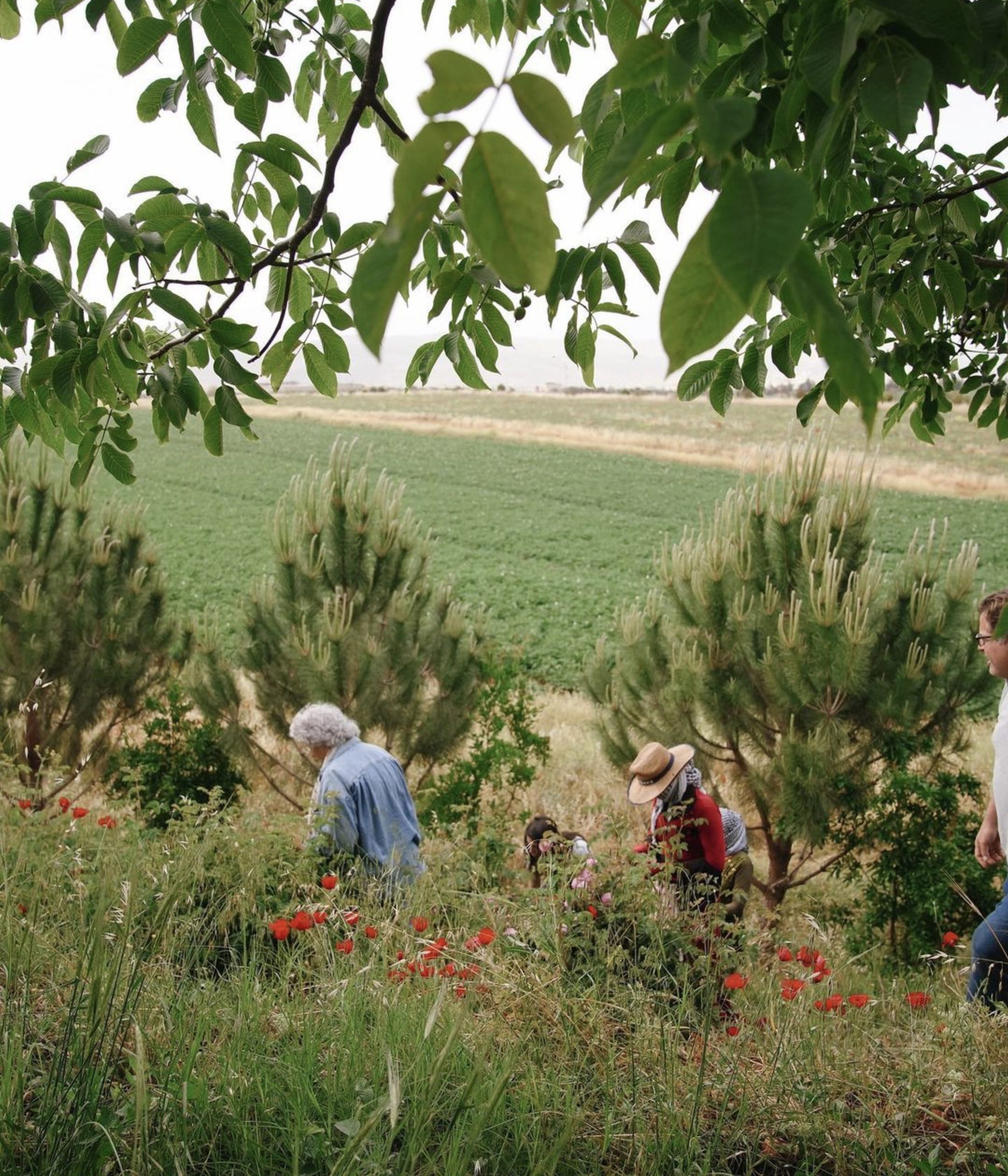 8 Fun Farms You Can Visit in Lebanon - Lebanon Traveler