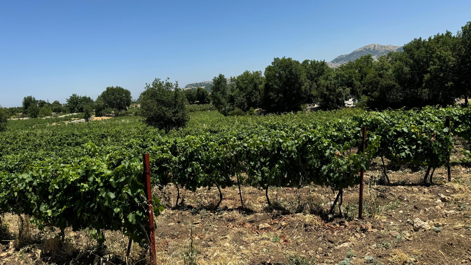A Sip of the South: the Story of Karam Wines - Lebanon Traveler