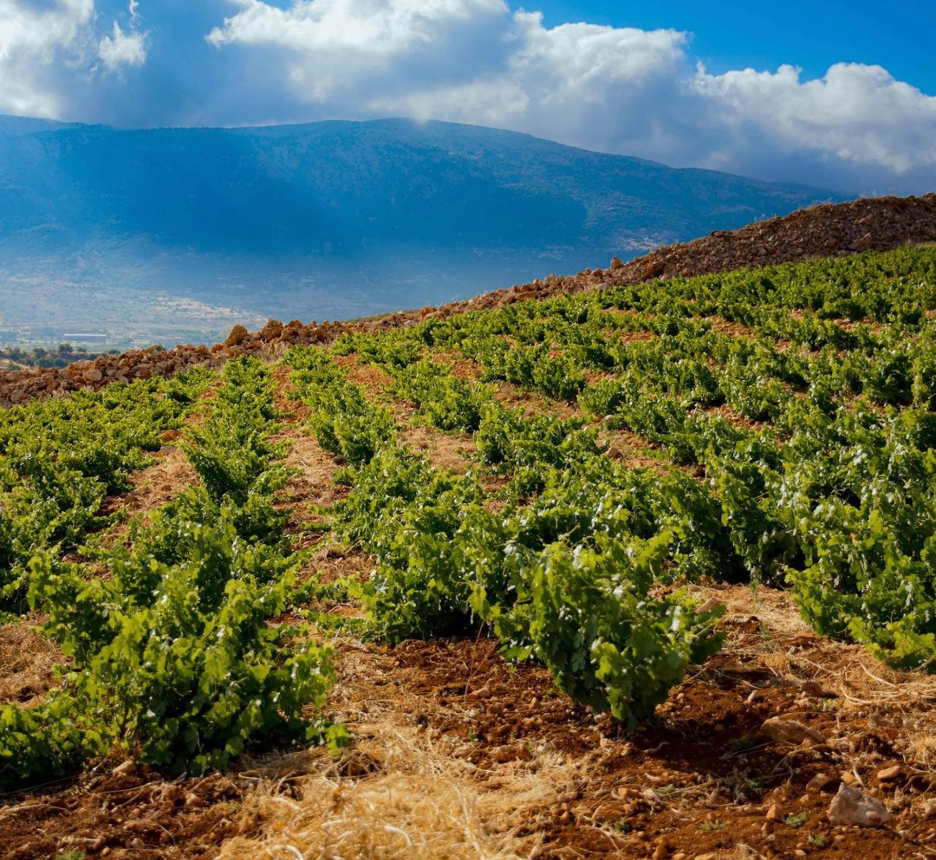 Chateau Musar: A Lebanese Legacy of Winemaking Excellence - Lebanon ...